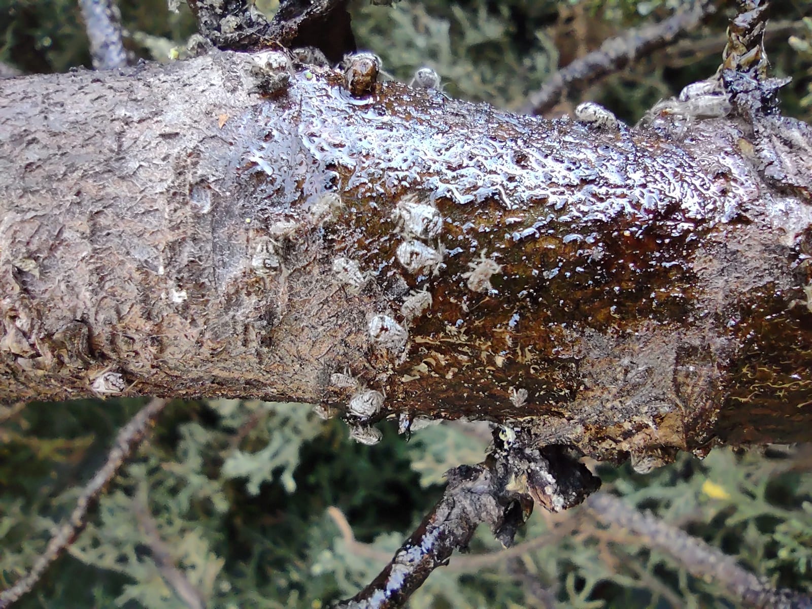 Árbol enfermo – Especialistas en diagnóstico y control de enfermedades ...