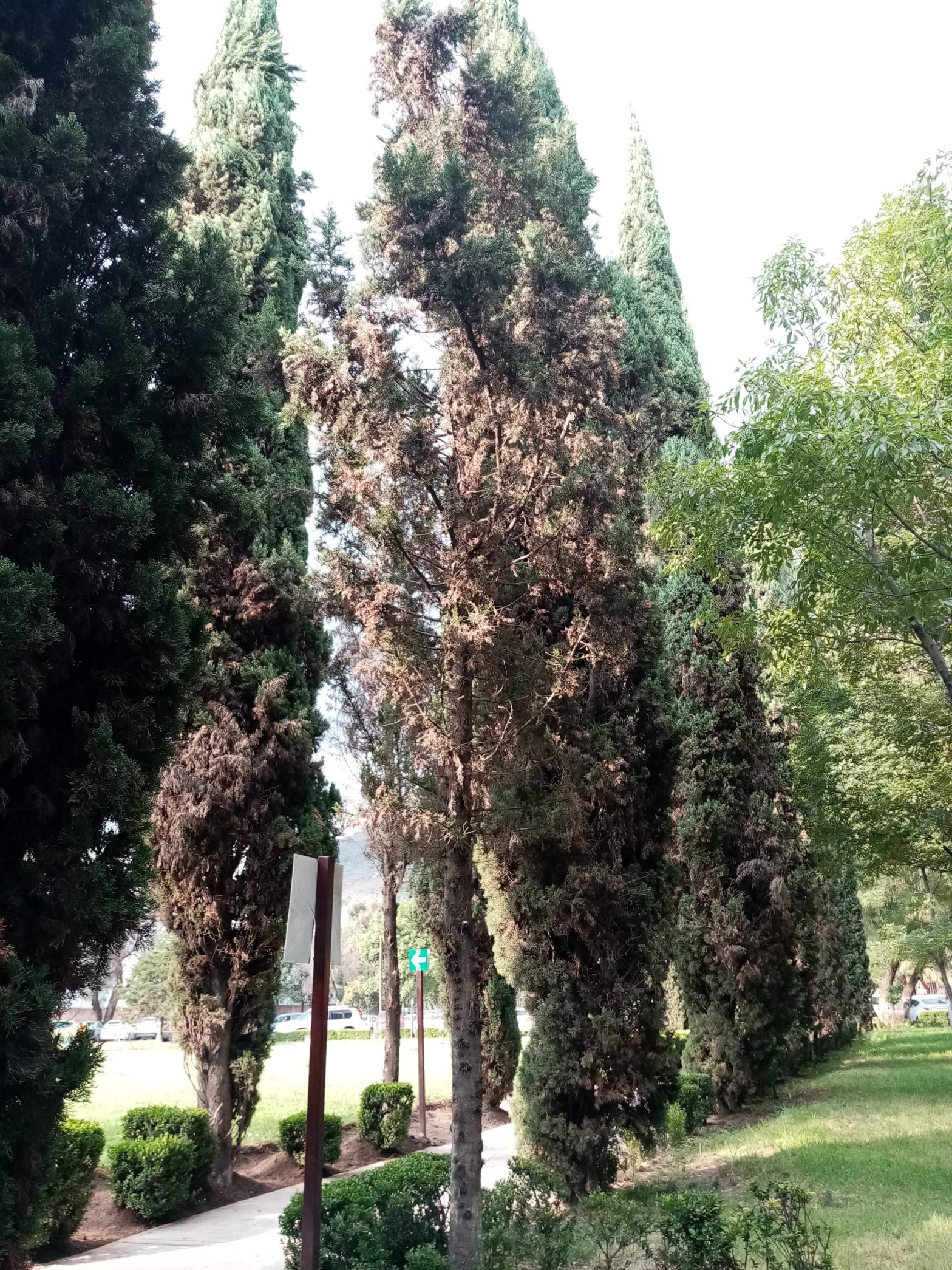 Inicio | Árbol enfermo