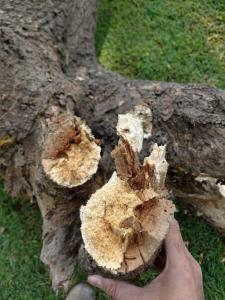 Especialistas en árboles: Consultas personalizadas | Árbol enfermo