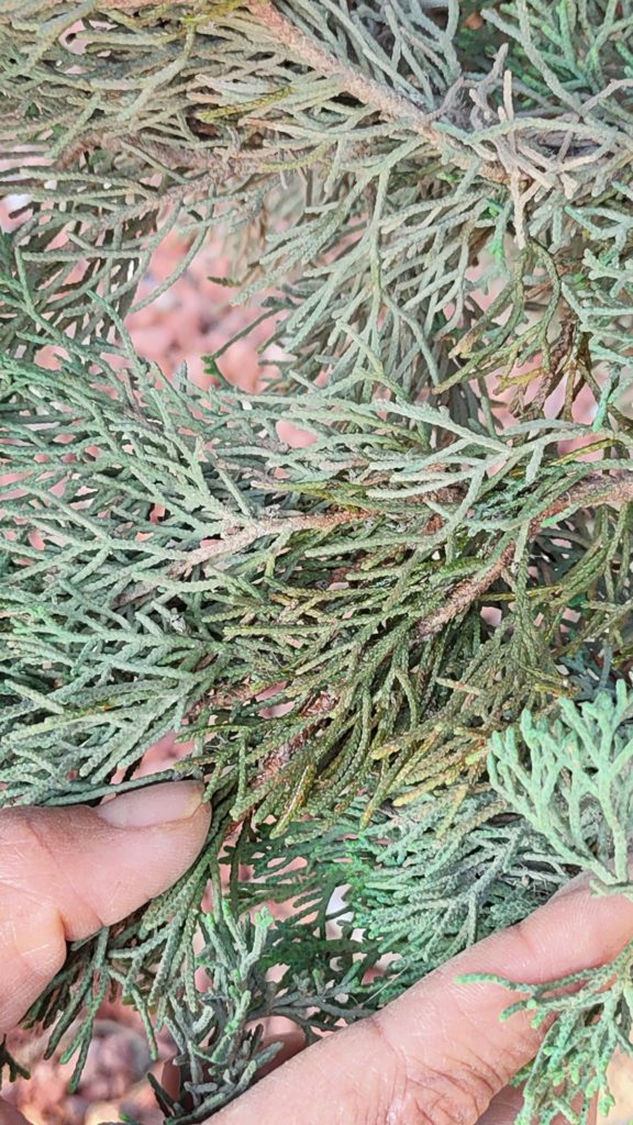 Especialistas en árboles: Consultas personalizadas | Árbol enfermo