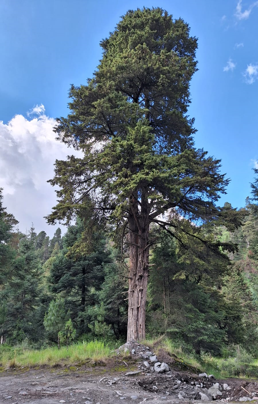 Plagas y enfermedades del cedro: guía de identificación | Árbol enfermo