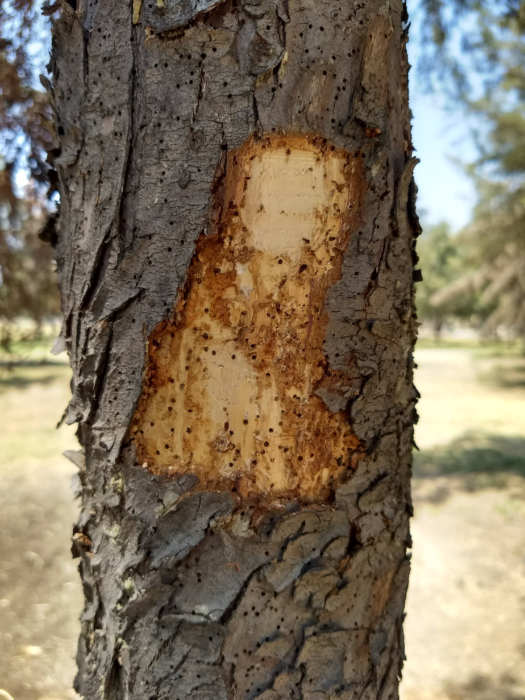 Plagas y enfermedades del cedro: guía de identificación | Árbol enfermo