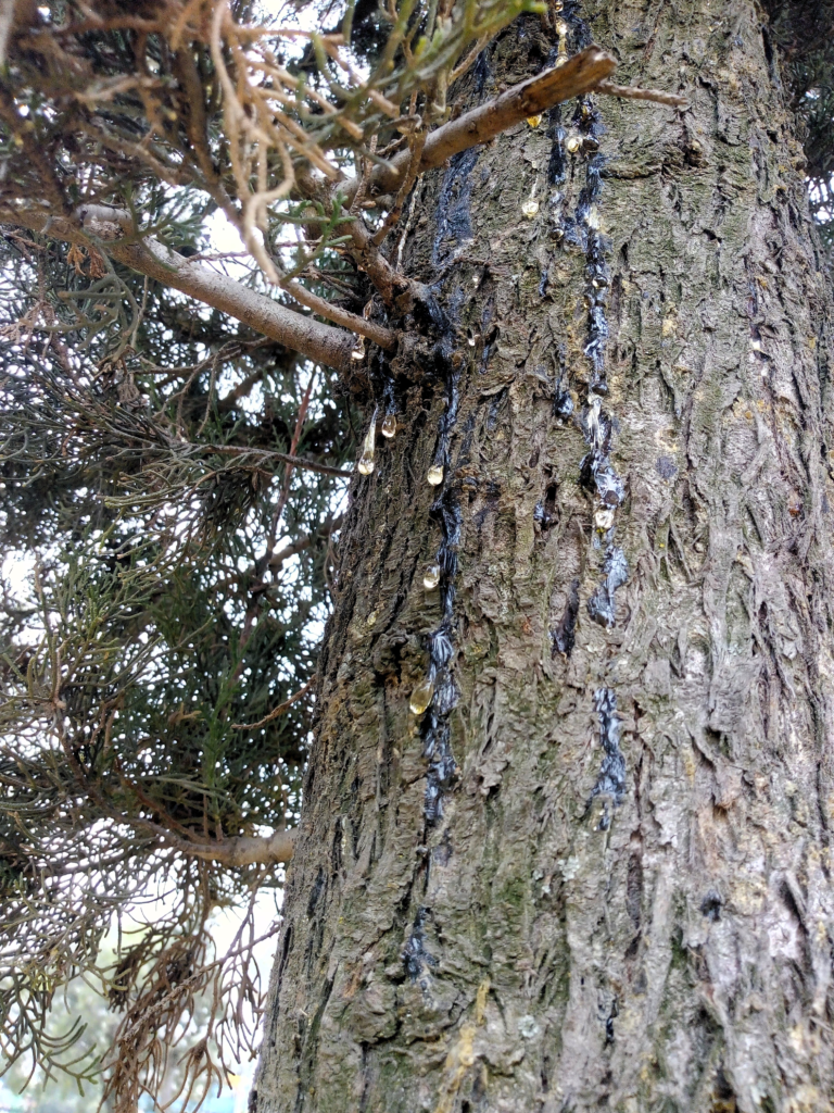 Plagas y enfermedades del cedro: guía de identificación | Árbol enfermo
