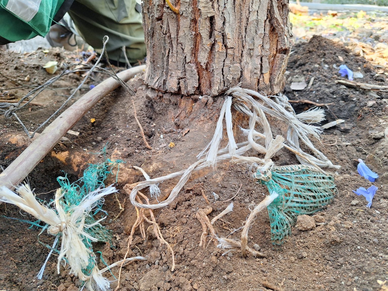 Por qué se seca un árbol: Causas comunes y soluciones | Árbol enfermo